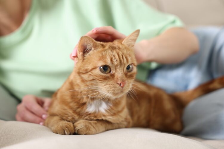 Ohio Appeals Court Upholds Denial of Replevin Claim Over Disputed Cat ...